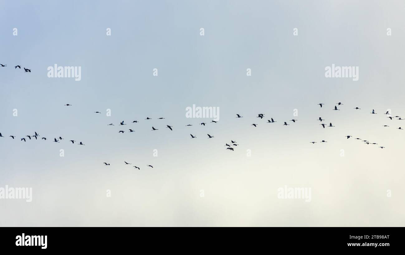 The crane migration in the fall time at the Rhäden wetlands at Obersuhl ...