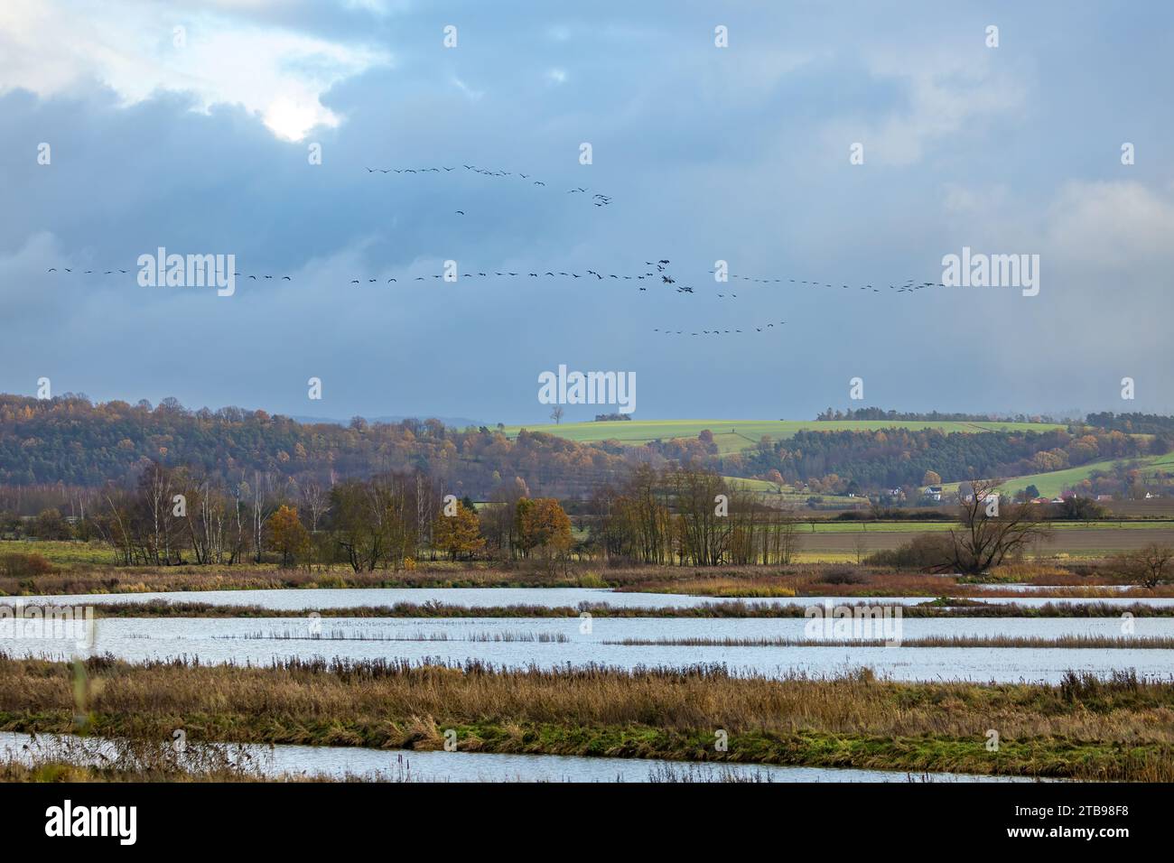 The crane migration in the fall time at the Rhäden wetlands at Obersuhl ...