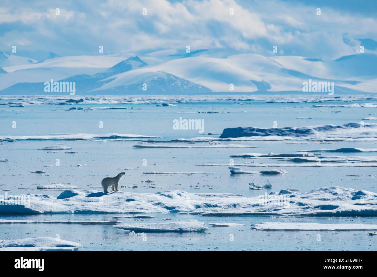 Polar bear (Ursus maritimus) on the edge of sea ice; Baffin Island ...