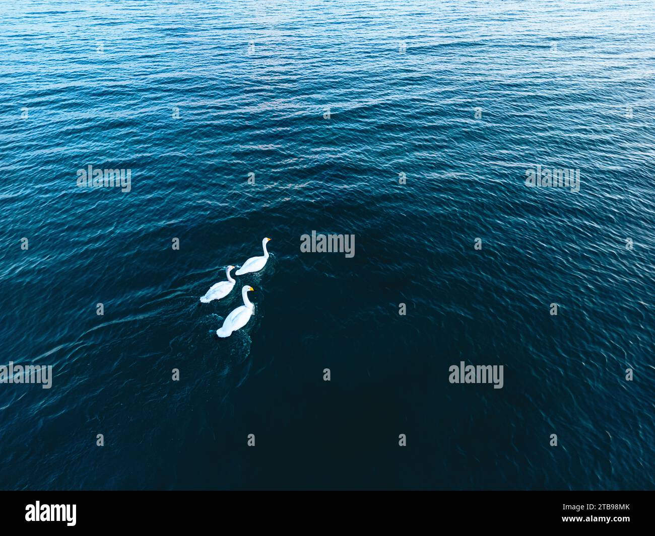 Aerial view group swans on hi-res stock photography and images - Alamy