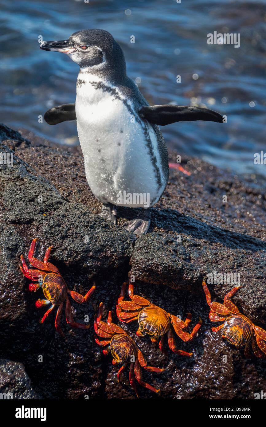 Galapagos penguin (Spheniscus mendiculus) and Sally lightfoot crabs ...