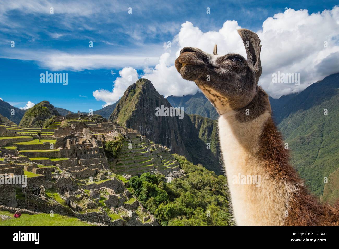 Llama (Lama glama) stands overlooking Machu Picchu; Peru Stock Photo ...