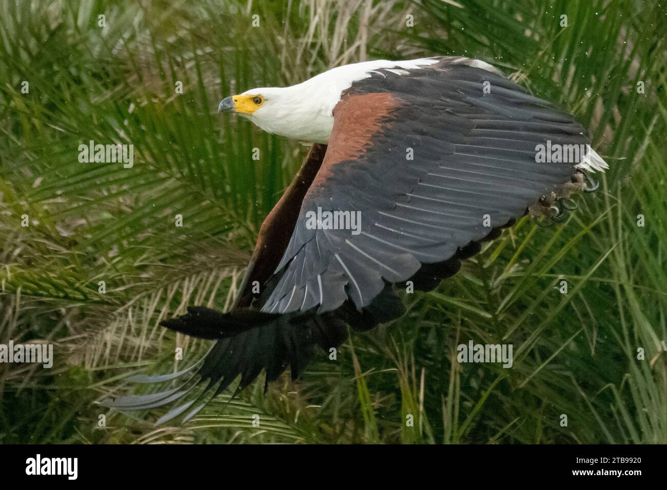 African fish eagle (Haliaeetus vocifer) taking off during the wet ...
