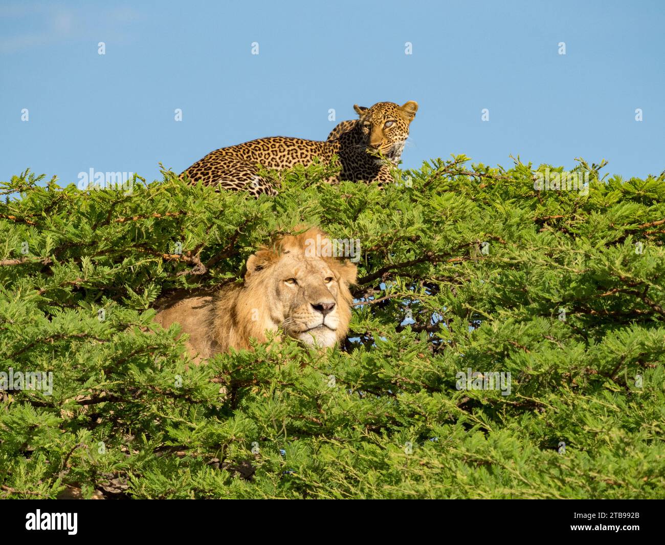 Lion (Panthera leo) and a leopard (Panthera pardus) claim territory in ...