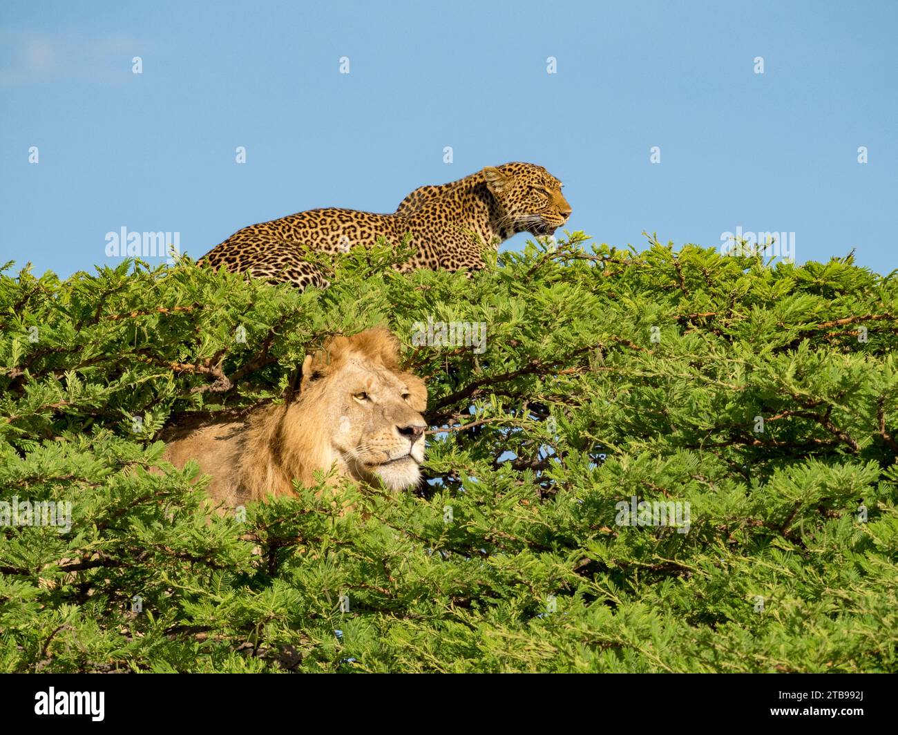 Lion (Panthera leo) and a leopard (Panthera pardus) claim territory in ...