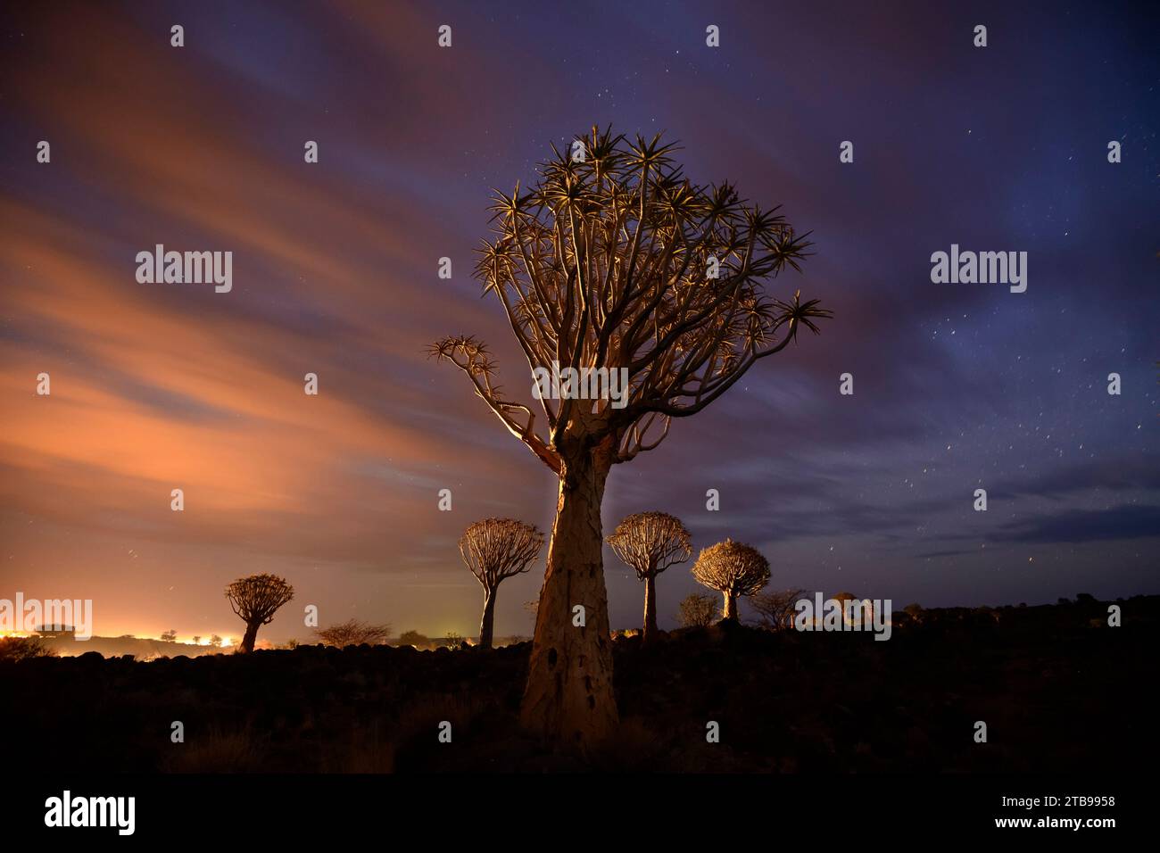 Quiver trees (Aloidendron dichotomum) at dusk; Keetmanshoop, Namibia ...