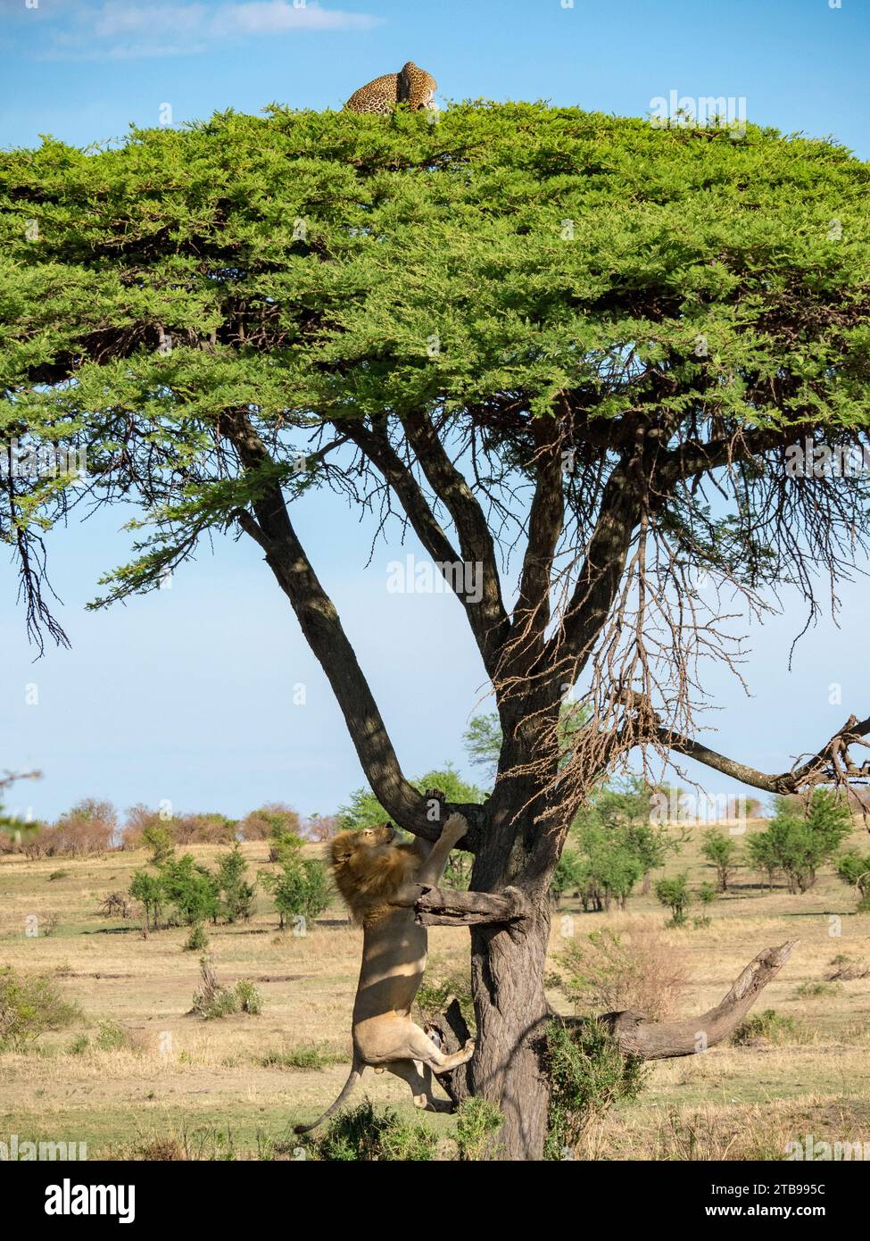 Lion (Panthera leo) climbs a tree in pursuit of a leopard (Panthera ...