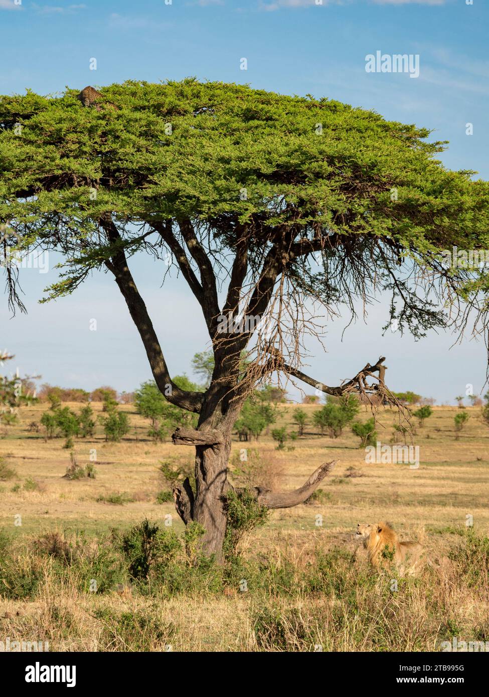 Lion (Panthera leo) looks up into a tree in pursuit of a leopard ...