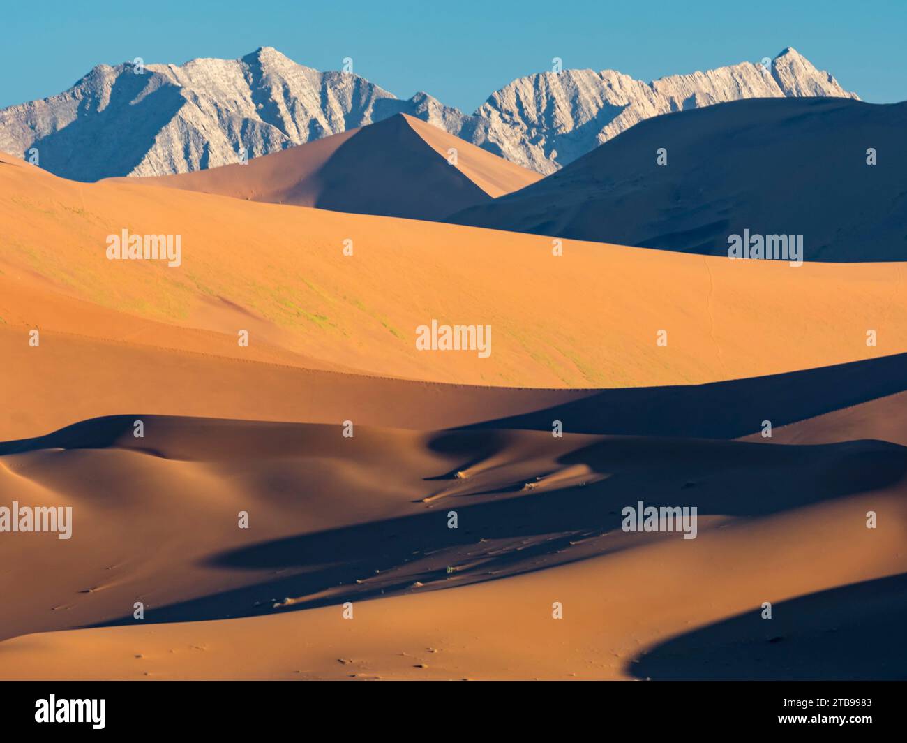 Sand dunes glow golden in late afternoon light in Namib-Naukluft Park ...