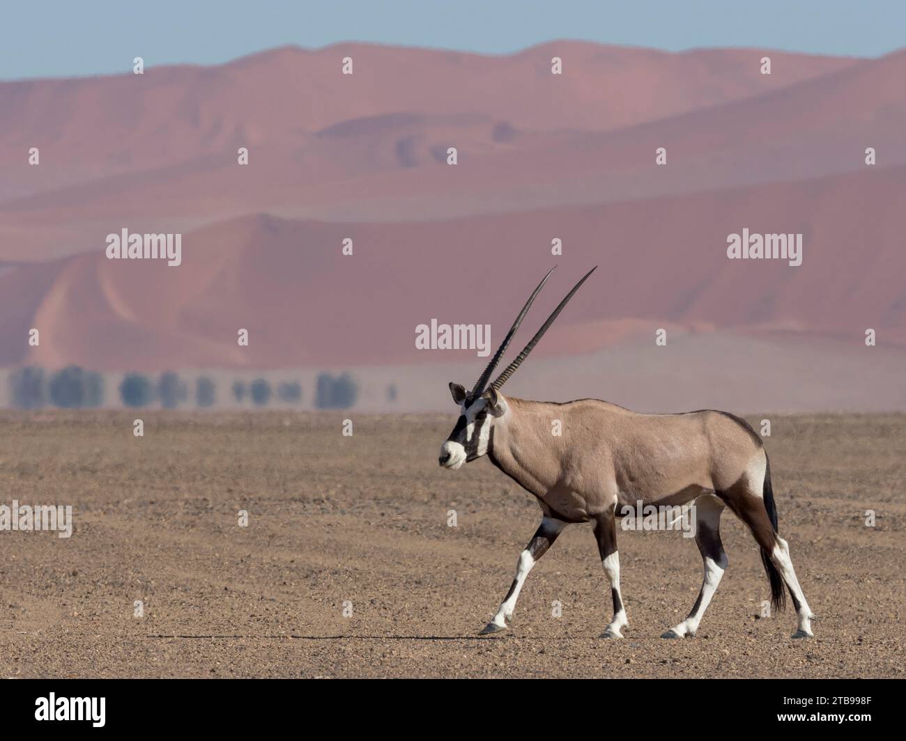 Gemsbok antelope (Oryx gazella) walks in the desert in Namib-Naukluft ...