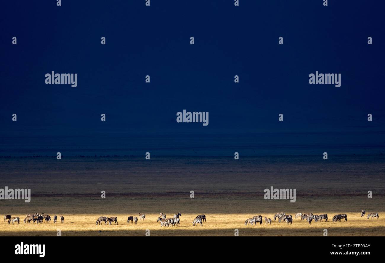 Herd of zebra graze in a patch of sunlight on an otherwise shaded ...