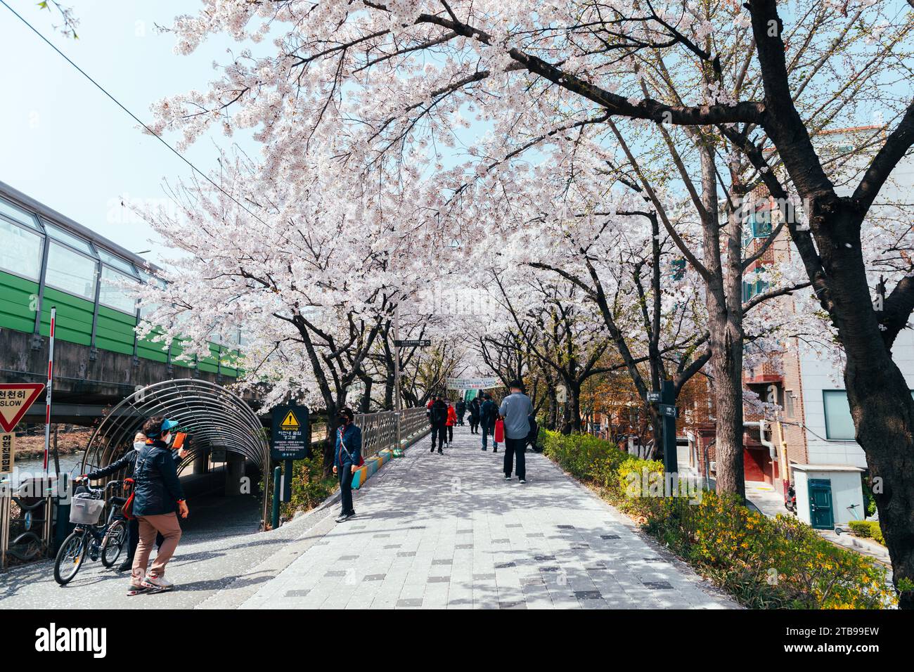 Seoul, South Korea - April 10, 2022: People walking near Cherry ...