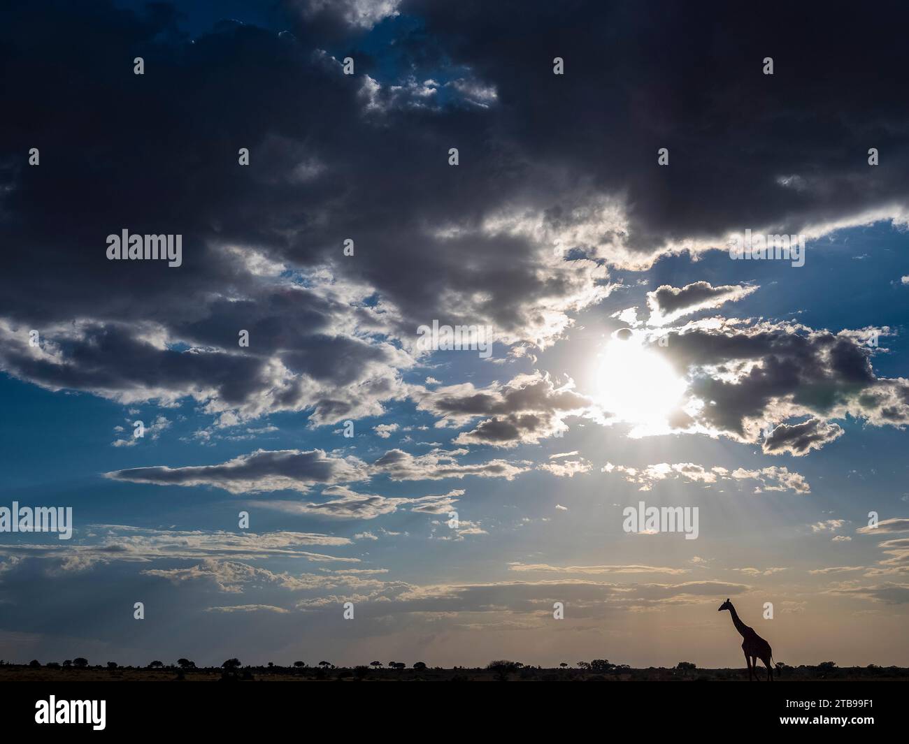 Masai giraffe (Giraffa camelopardalis tippelskirchii) silhouetted by ...
