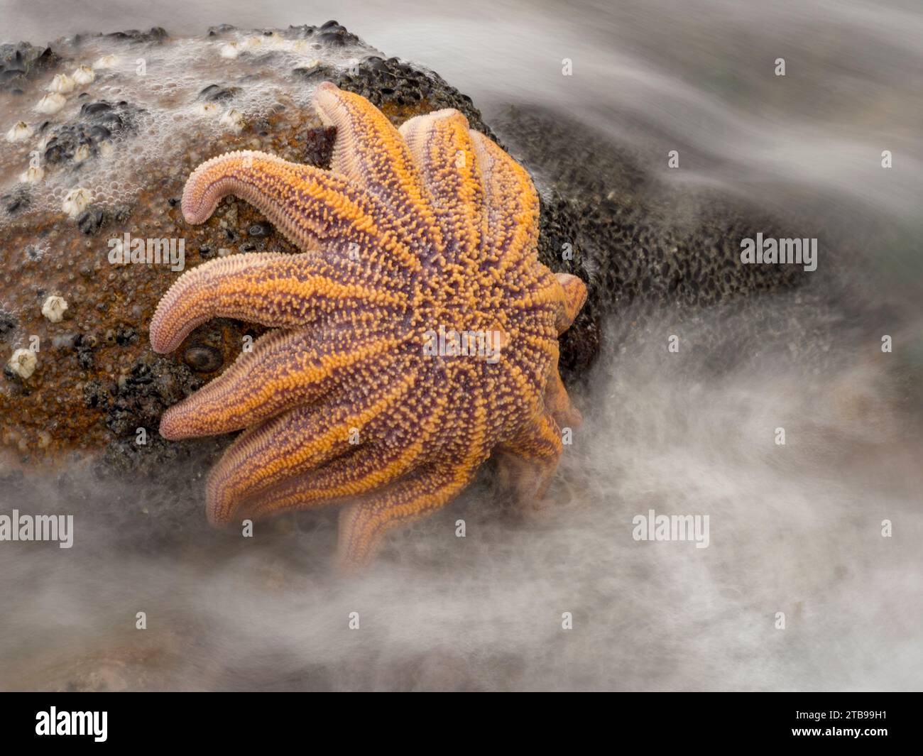Star barnacles hi-res stock photography and images - Alamy