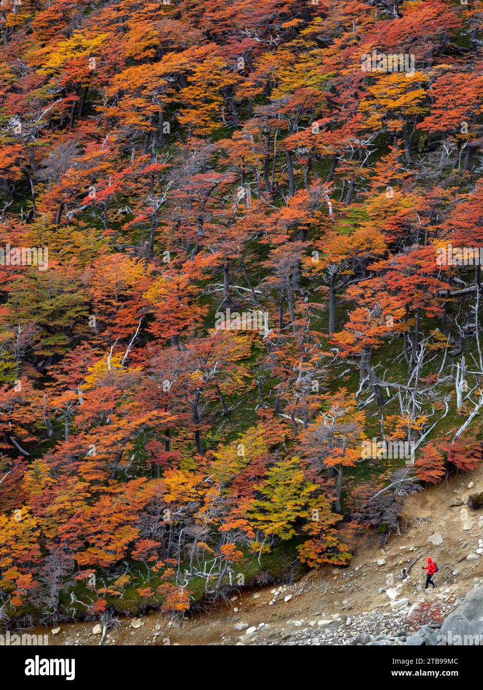 Views along the hiking trail to Mirador de Las Torres with peak fall ...