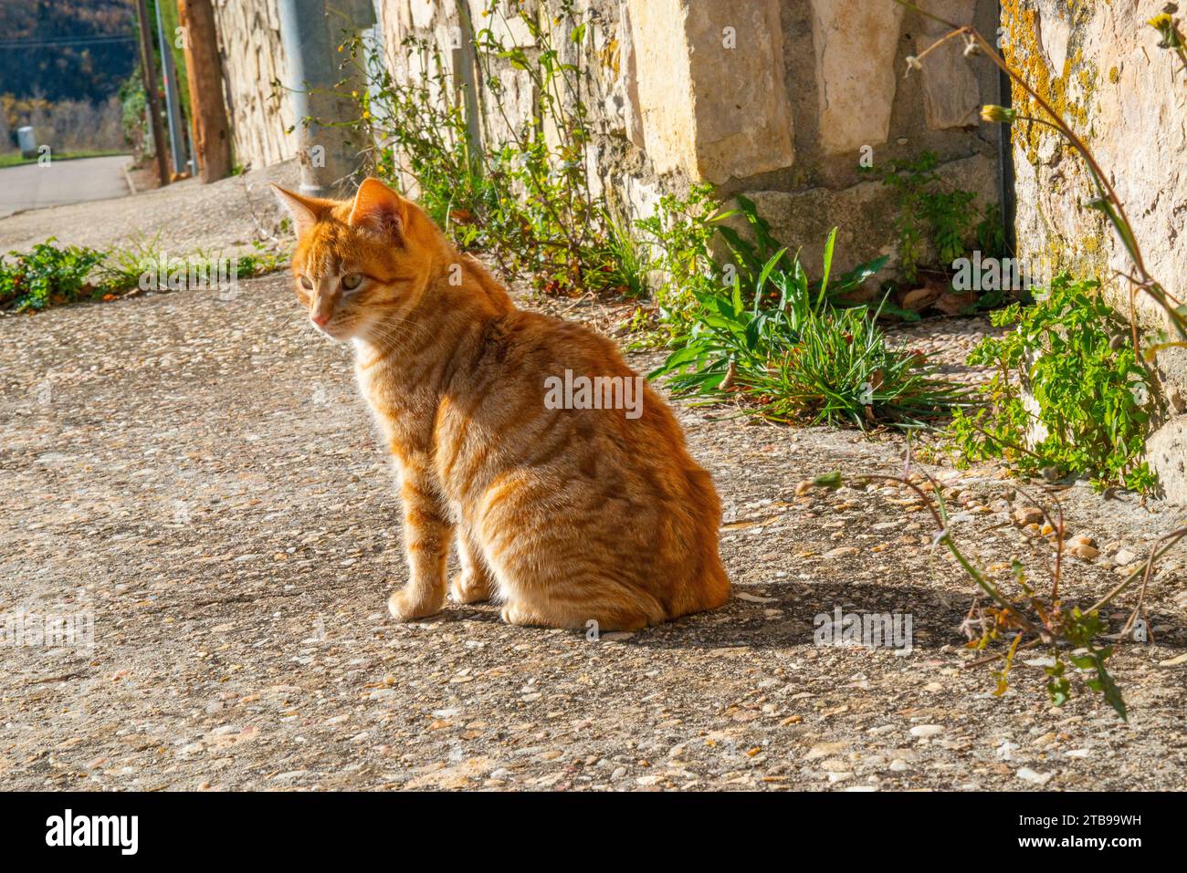 Gatito atigrado hi-res stock photography and images - Alamy