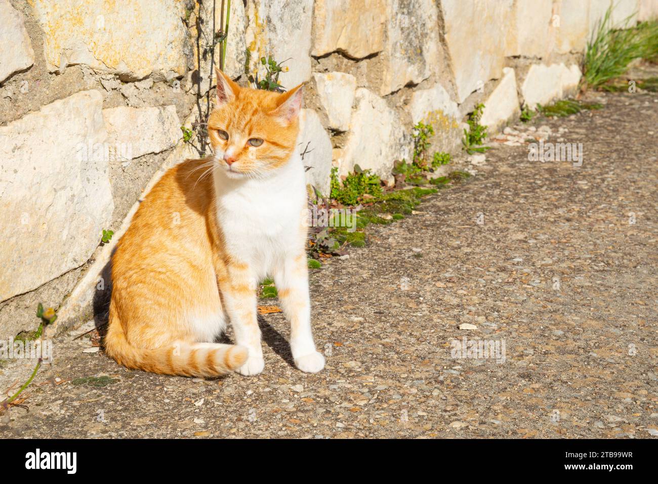 Gato atigrado blanco hi-res stock photography and images - Alamy