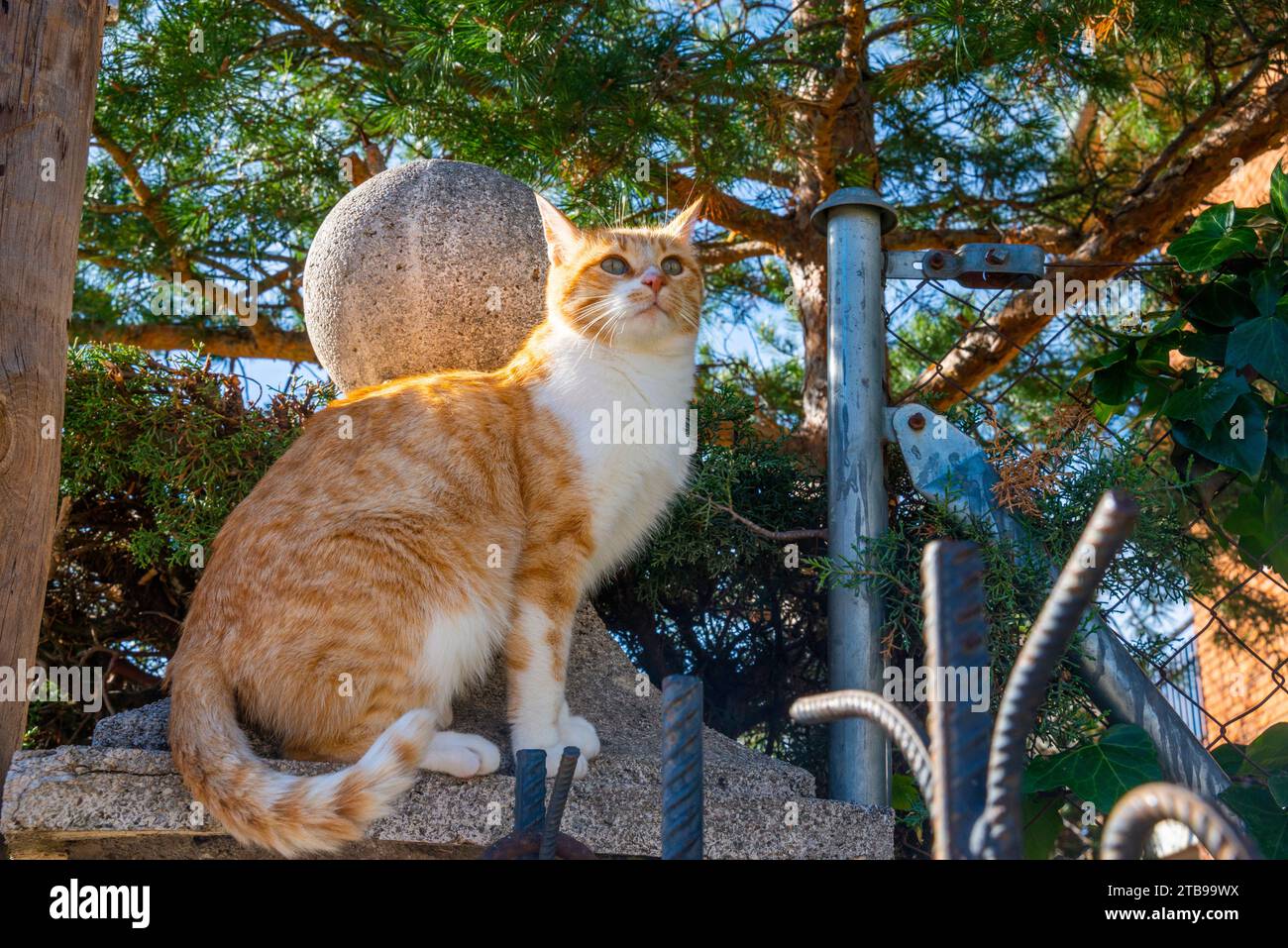 Gato atigrado blanco hi-res stock photography and images - Alamy