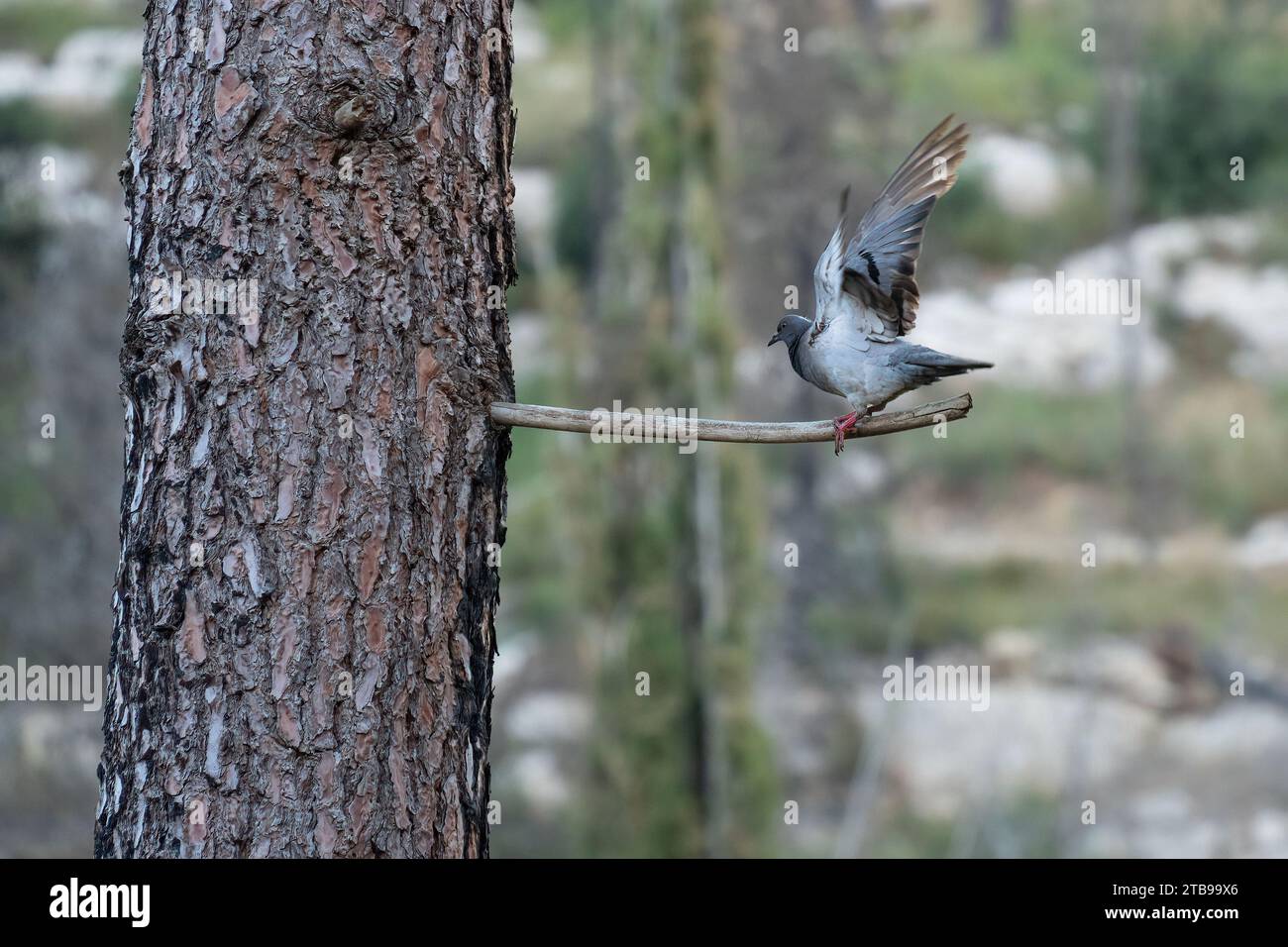 A wild dove landing on a tree branch in a pine forest in the Judea ...