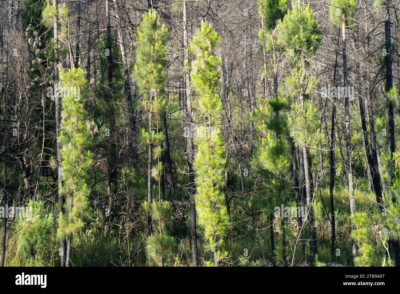 Some pine trees showing signs of regeneration after a wildfire burnt a ...