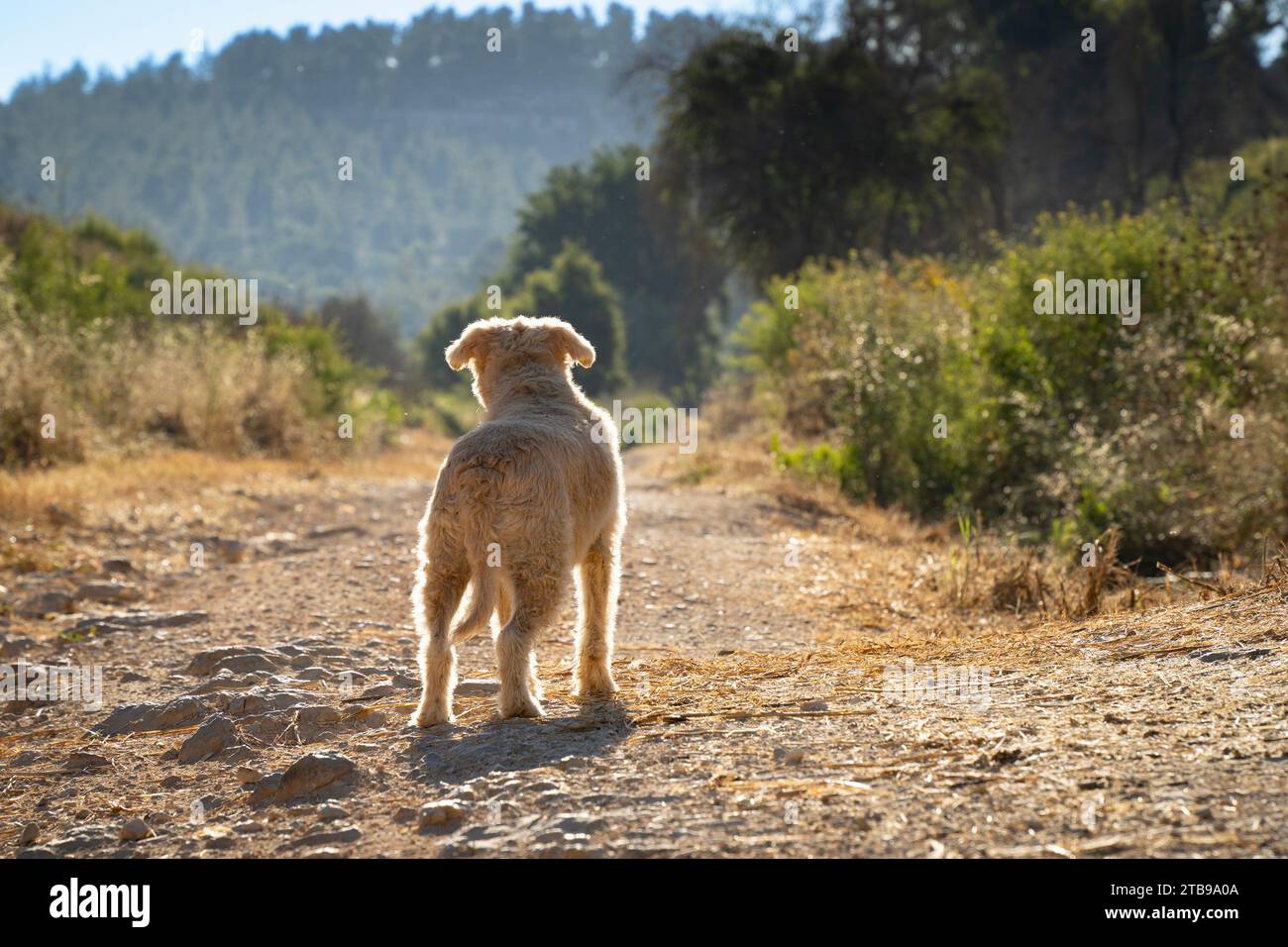 Mottled sunlight on a dog hi-res stock photography and images - Alamy