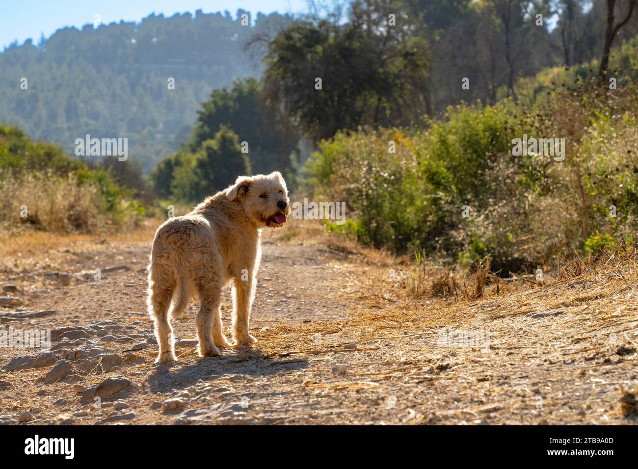 Mottled sunlight on a dog hi-res stock photography and images - Alamy