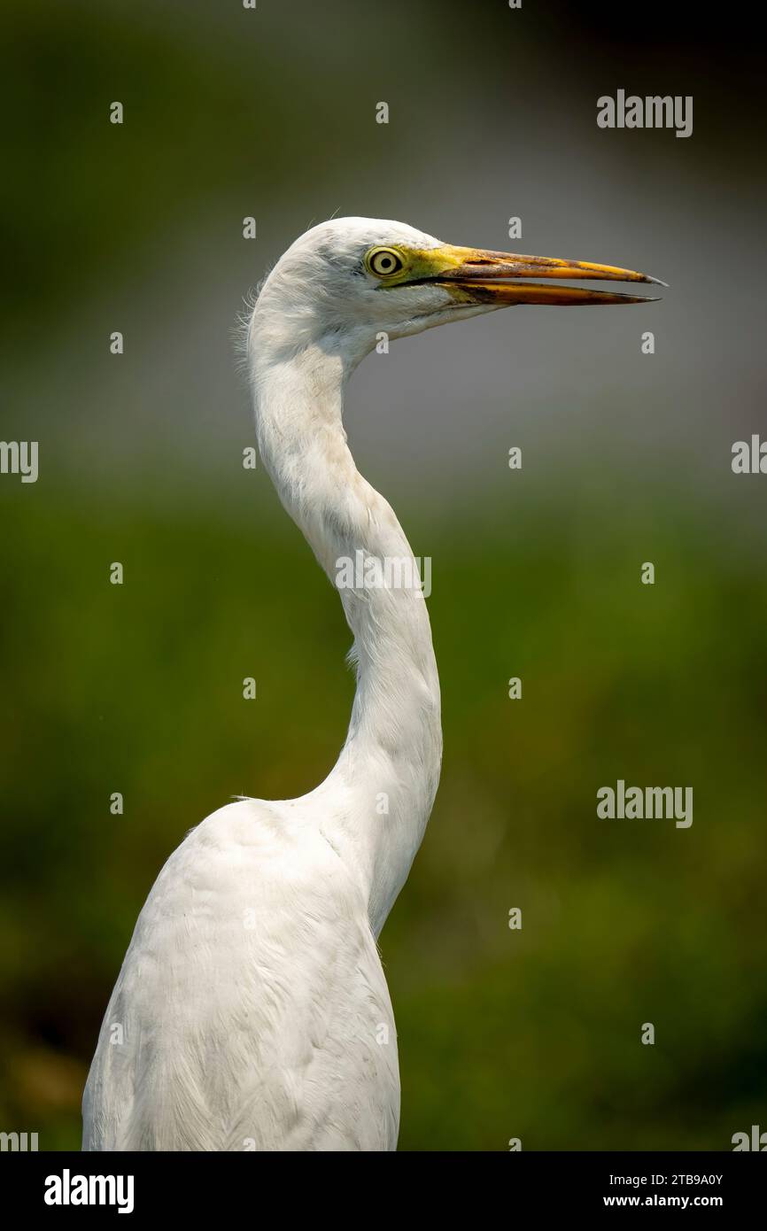 Egret in a park hi-res stock photography and images - Alamy