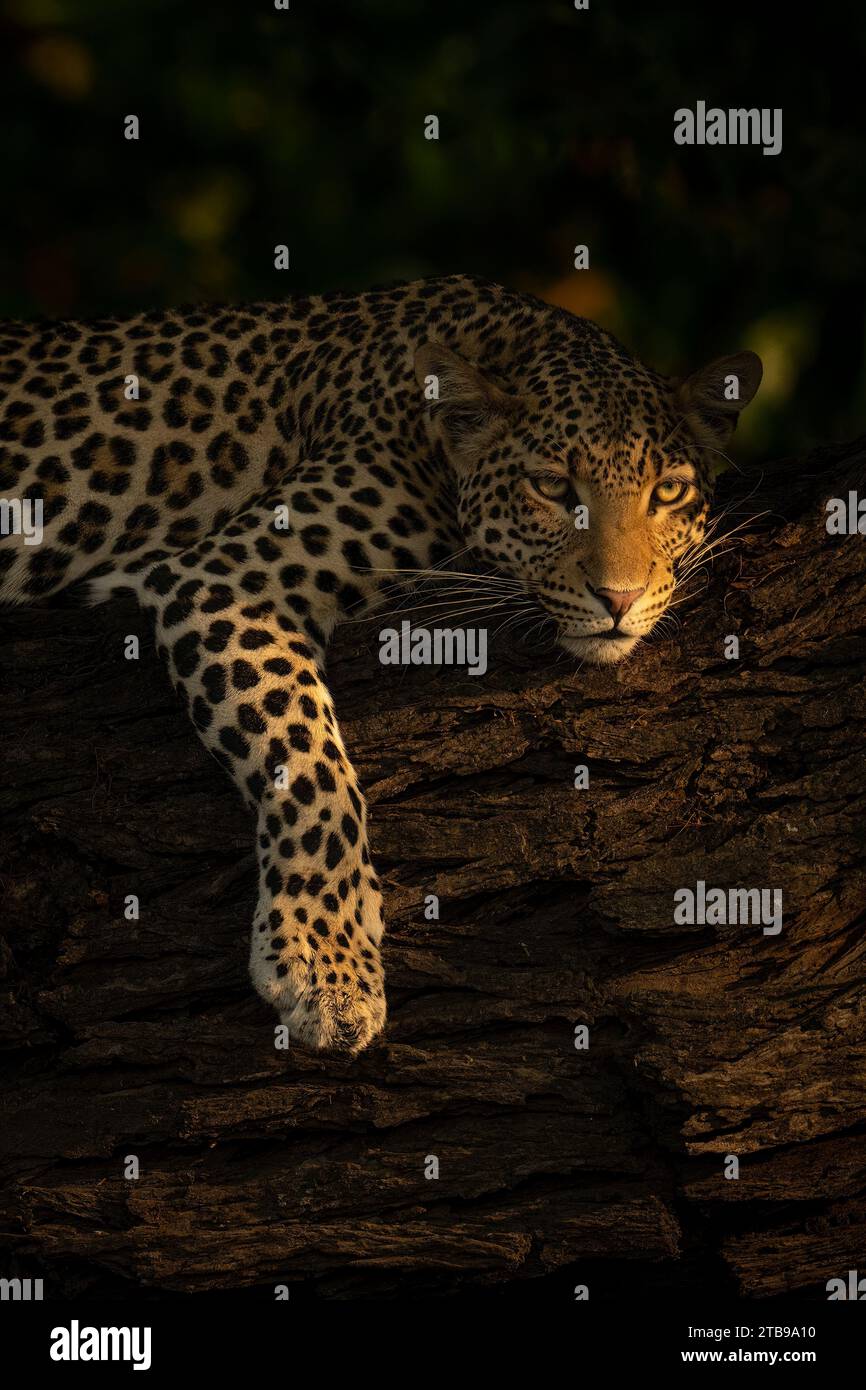 Portrait of a female leopard (Panthera pardus) lying on a thick tree ...