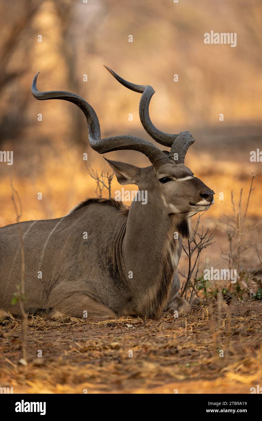 African wild greater kudu bull hi-res stock photography and images - Alamy
