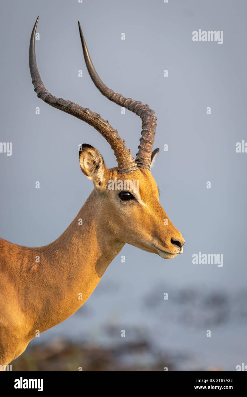 Side view head impala ram hi-res stock photography and images - Alamy