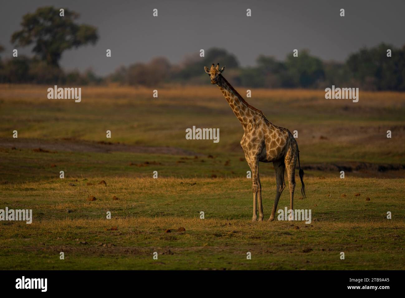 Portrait of female southern giraffe (Giraffa giraffa) standing on short ...