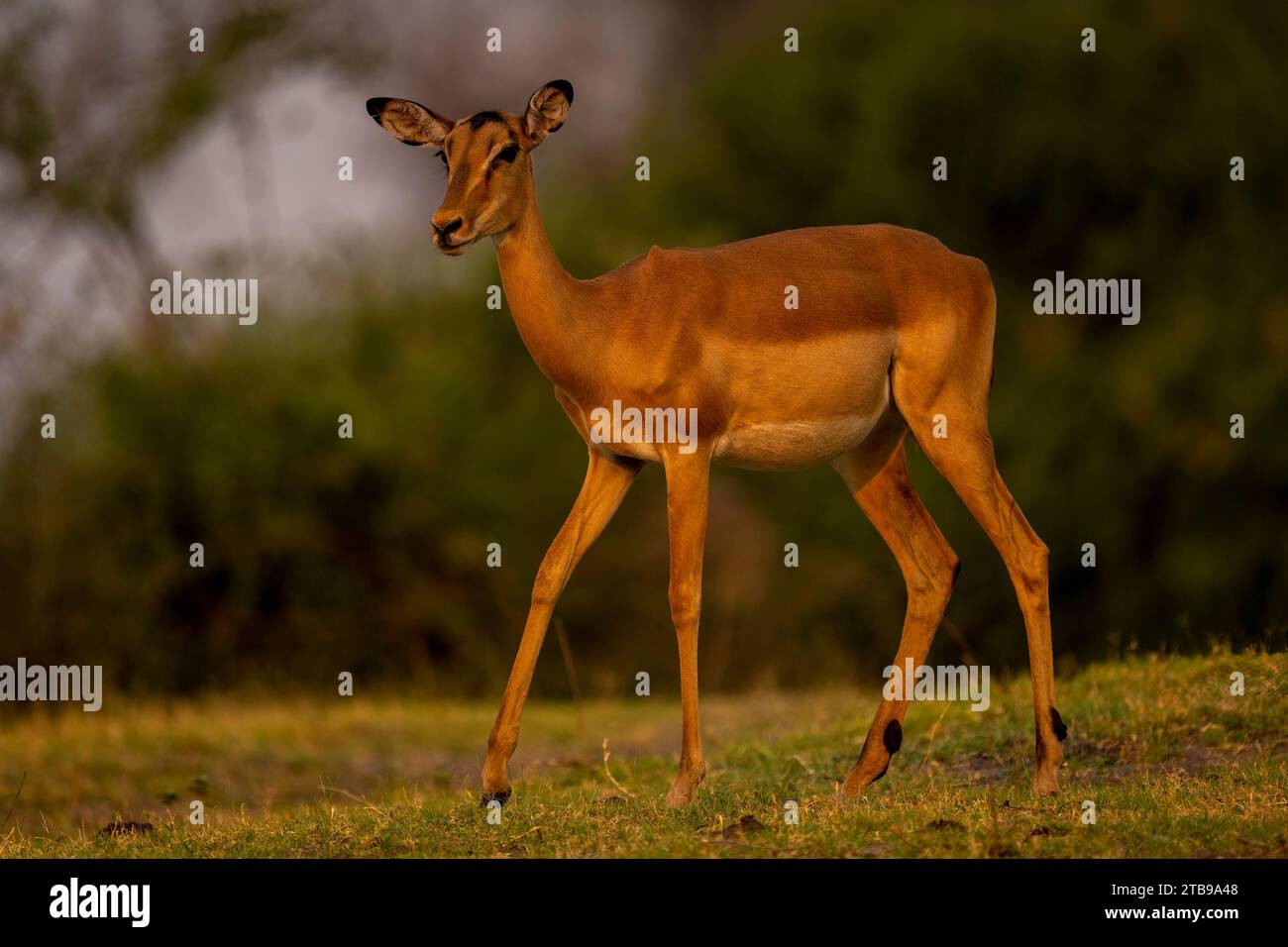 Close-up portrait of a female, common impala, (Aepyceros melampus ...