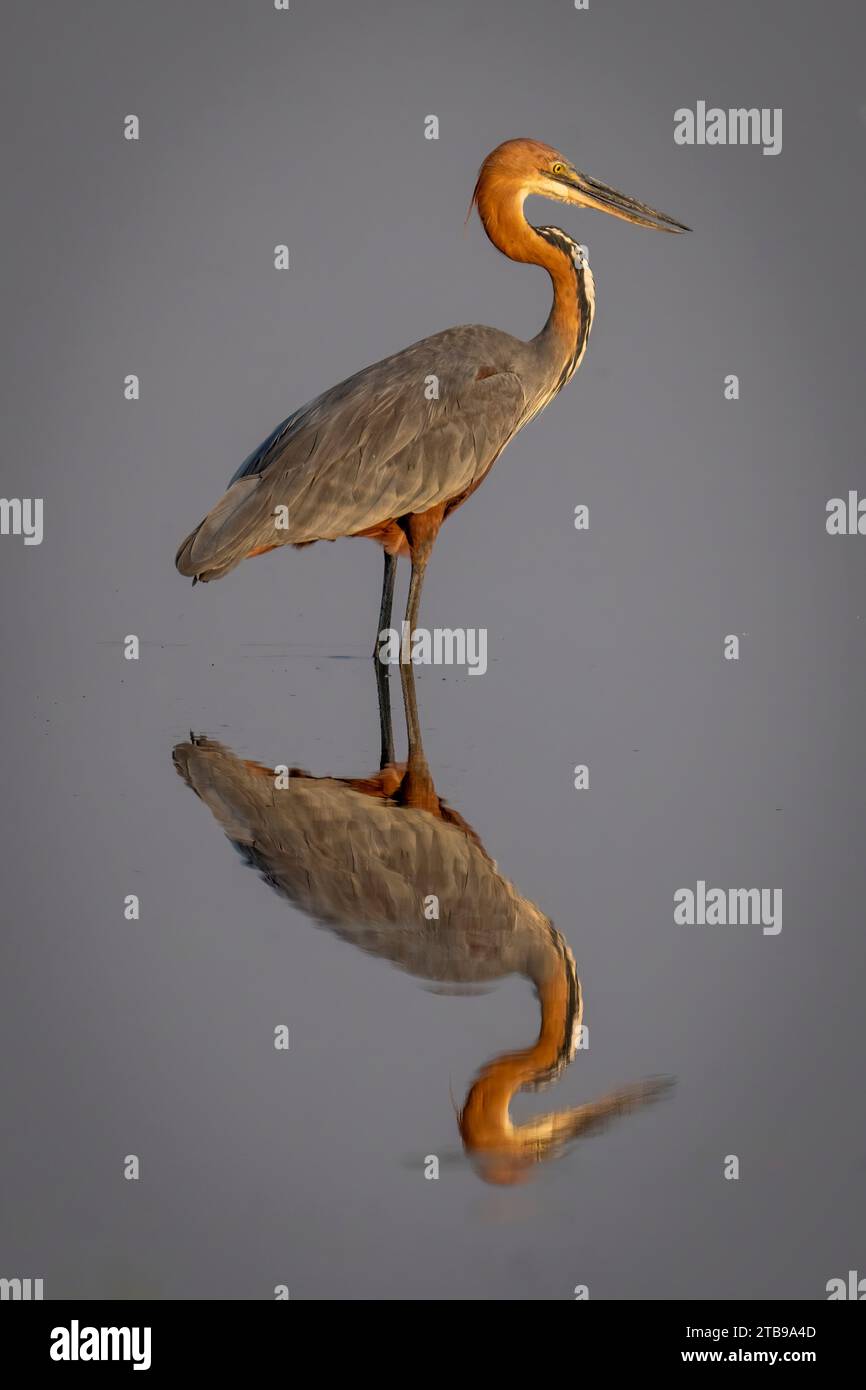 Close-up portrait of a goliath heron (Ardea goliath) standing reflected ...