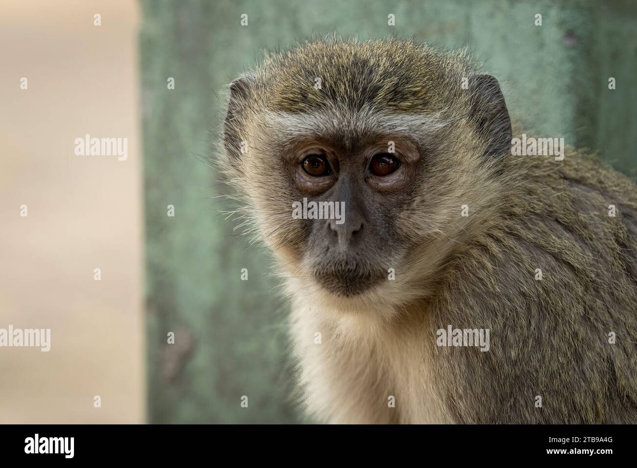 Close-up portrait of a vervet monkey (Chlorocebus pygerythrus) sitting ...