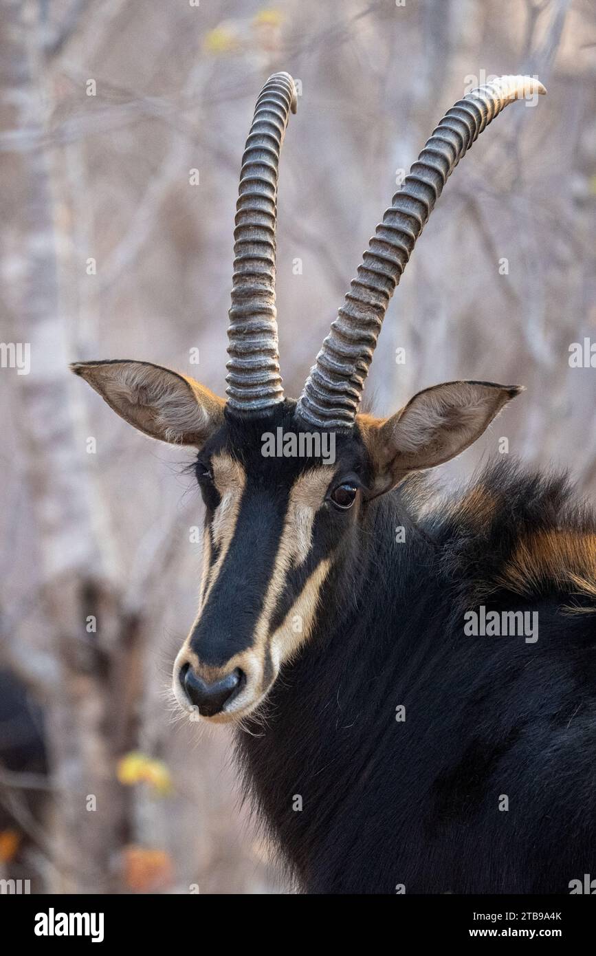 Close-up portrait of a sable antelope (Hippotragus niger) turning ...