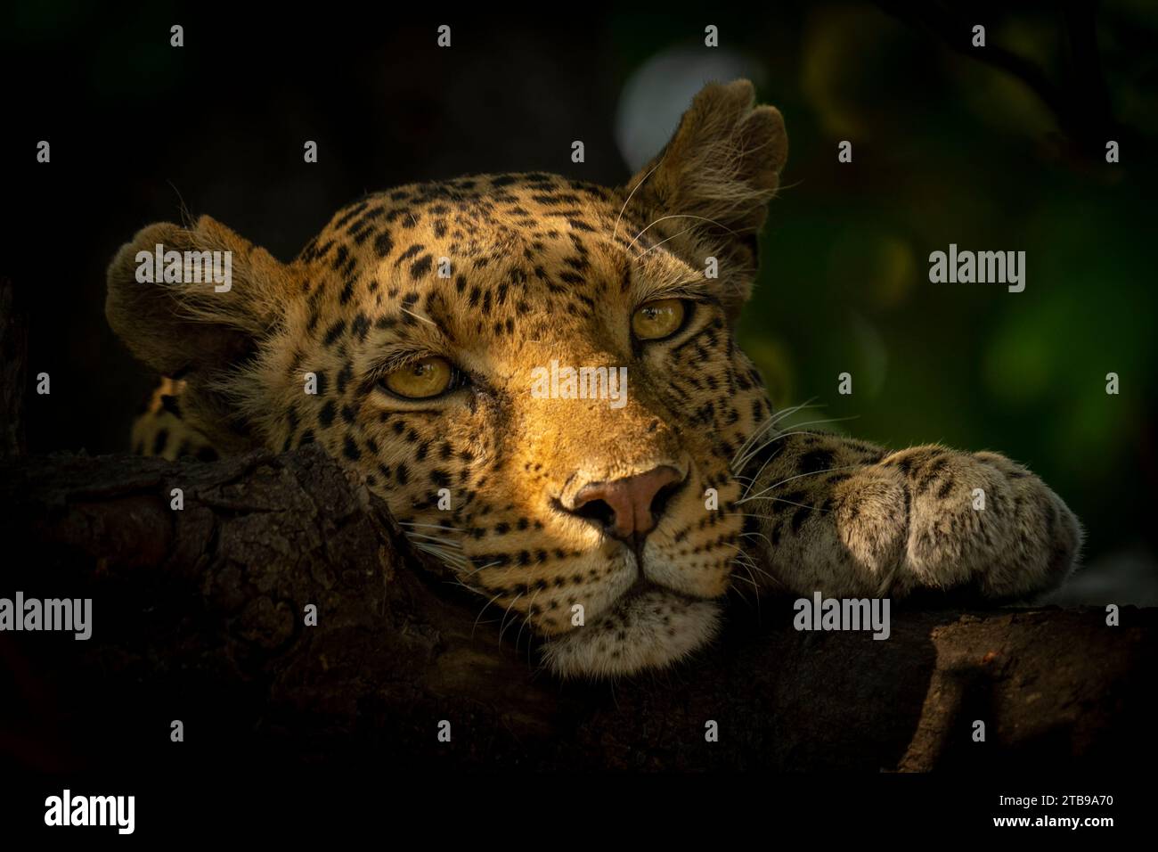 Close-up portrait of a female leopard (Panthera pardus) lying in ...