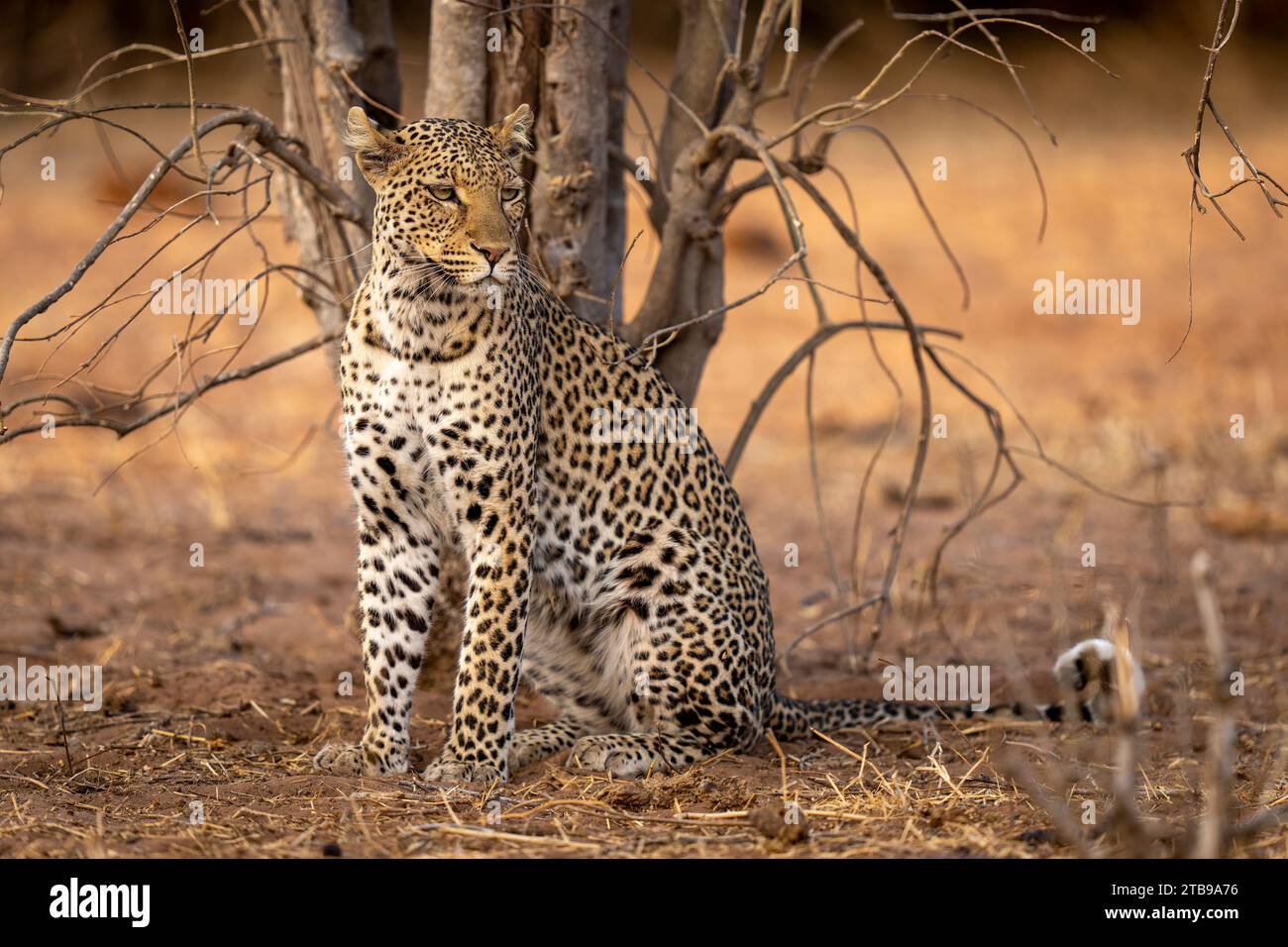 Portrait of a leopard (Panthera pardus) sitting on sandy ground next to ...