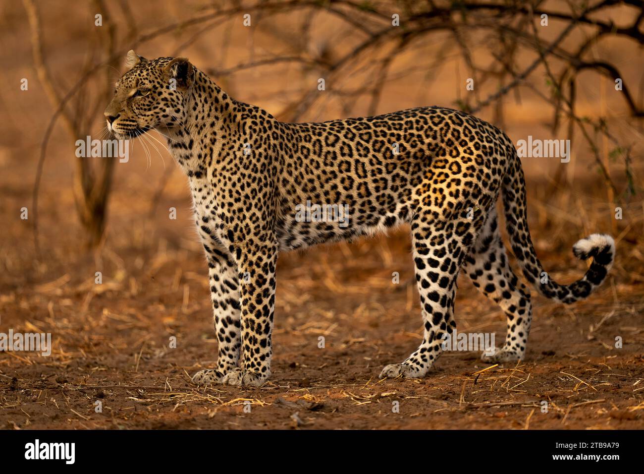 Portrait of a leopard (Panthera pardus) standing on sandy ground ...