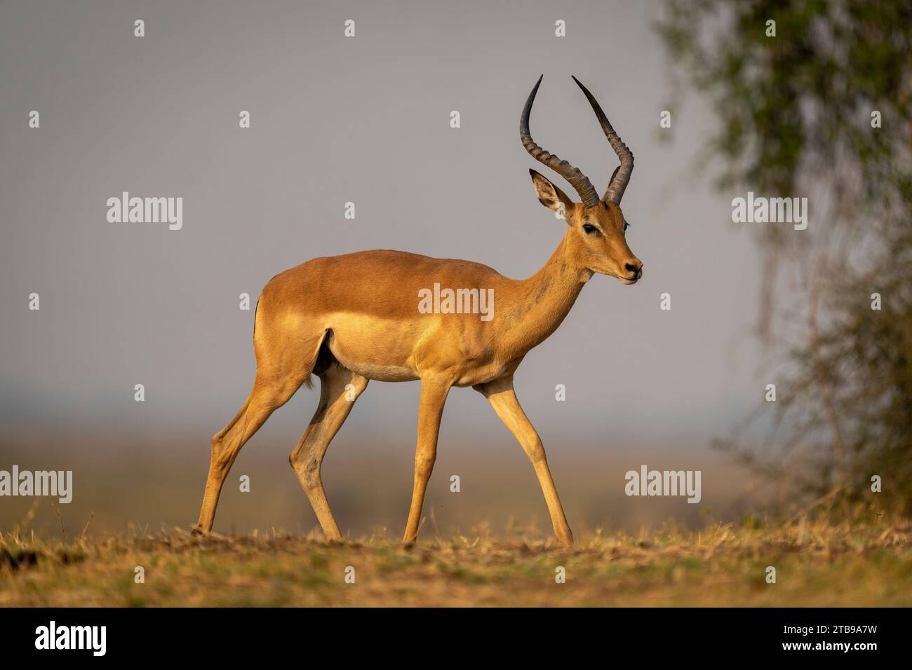 Close-up of a male common impala, (Aepyceros melampus) crossing the ...