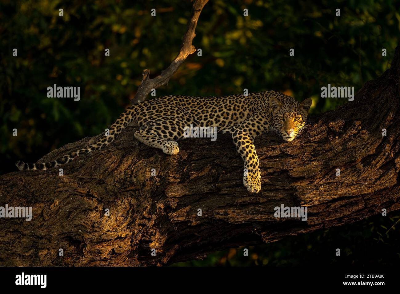Portrait of a leopard (Panthera pardus) lying on a thick tree branch ...