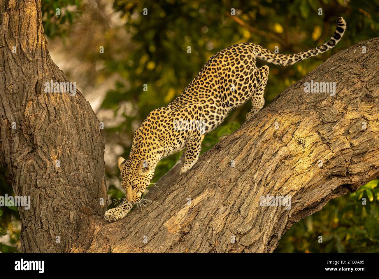Leopard (Panthera pardus) climbs down forked tree in shade in Chobe ...