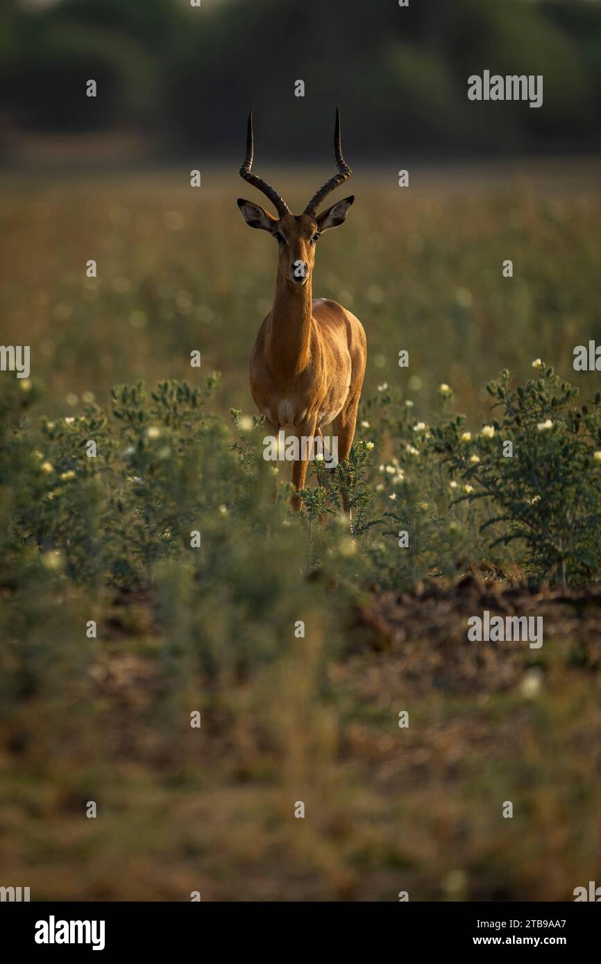 Close-up portrait of a male common impala, (Aepyceros melampus ...