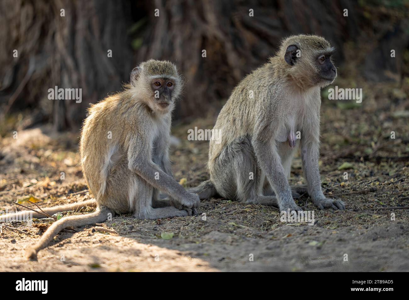 Close-up portrait of two, vervet monkeys (Chlorocebus pygerythrus ...