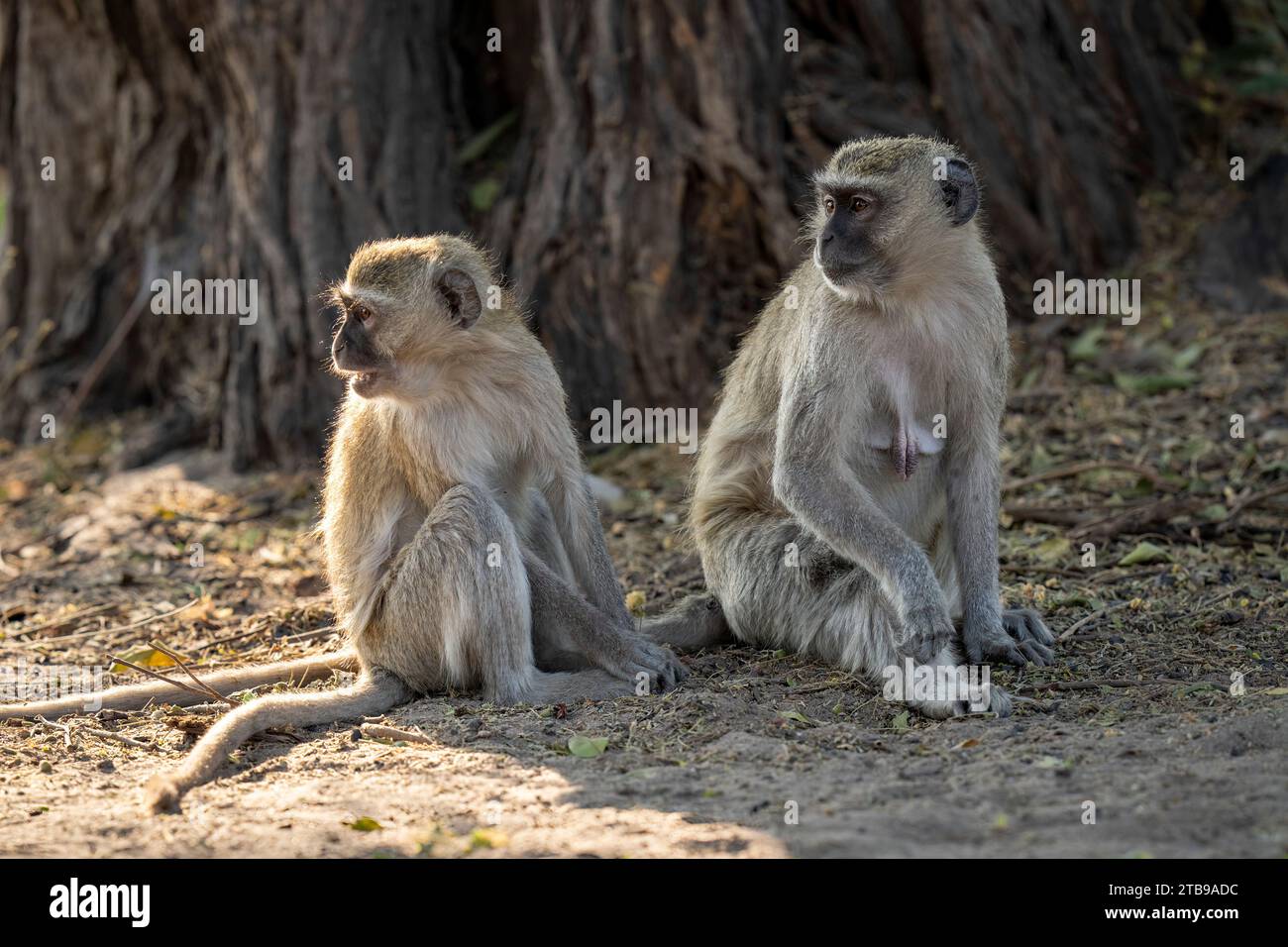 Close-up portrait of two, vervet monkeys (Chlorocebus pygerythrus ...