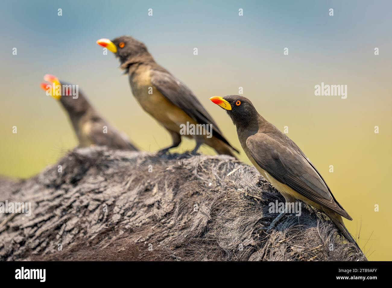Close-up of three yellow-billed oxpeckers (Buphagidae africanus ...