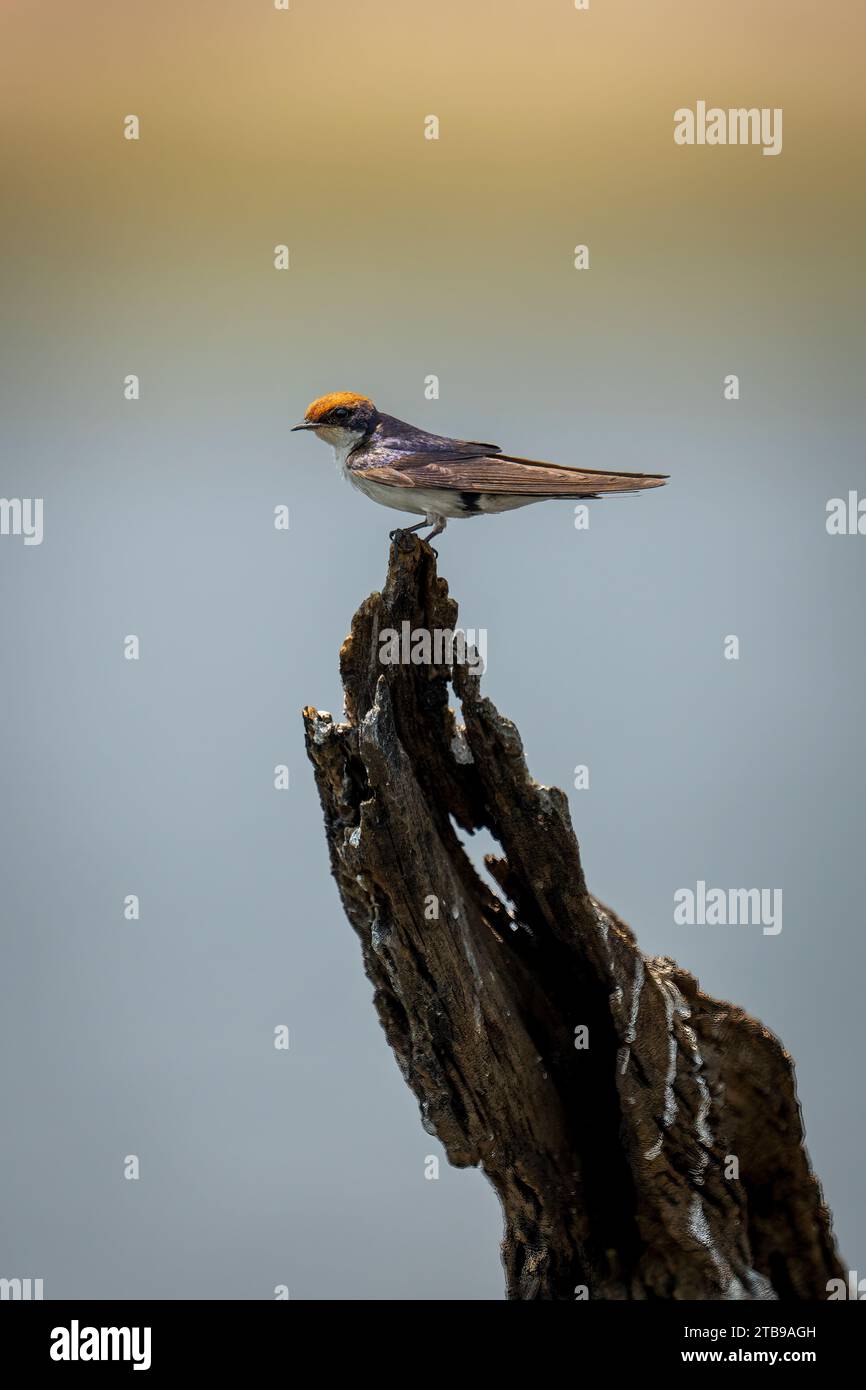Close-up portrait of a wire-tailed swallow (Hirundo smithii) perched on ...