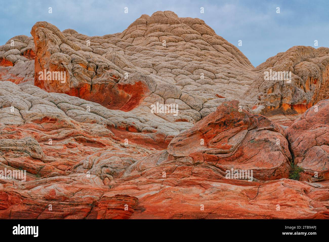 Close-up view of Navajo sandstone rock formations referred to as Brain ...