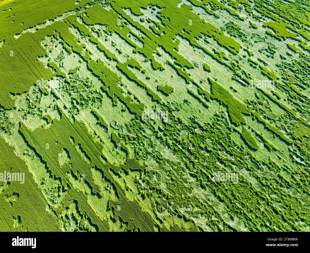 Hail damage crops hi-res stock photography and images - Alamy