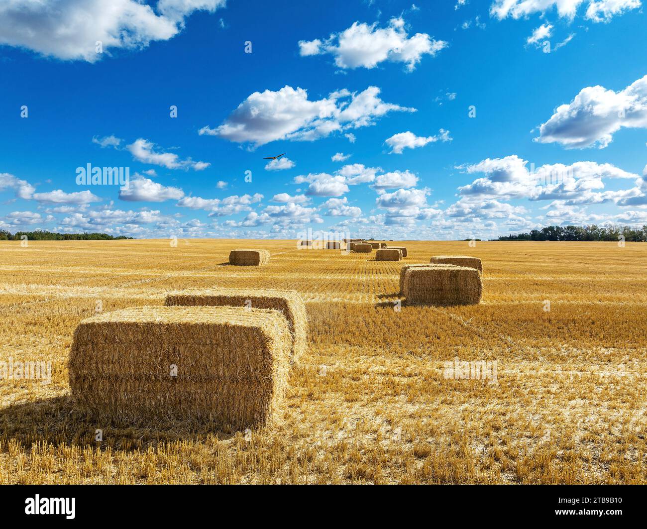 Large rectangular hay bales in a cut field with blue sky and clouds ...