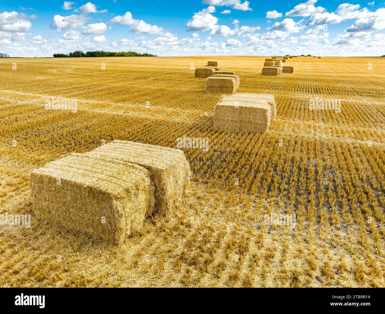 Large rectangular hay bales in a cut field with blue sky and clouds ...